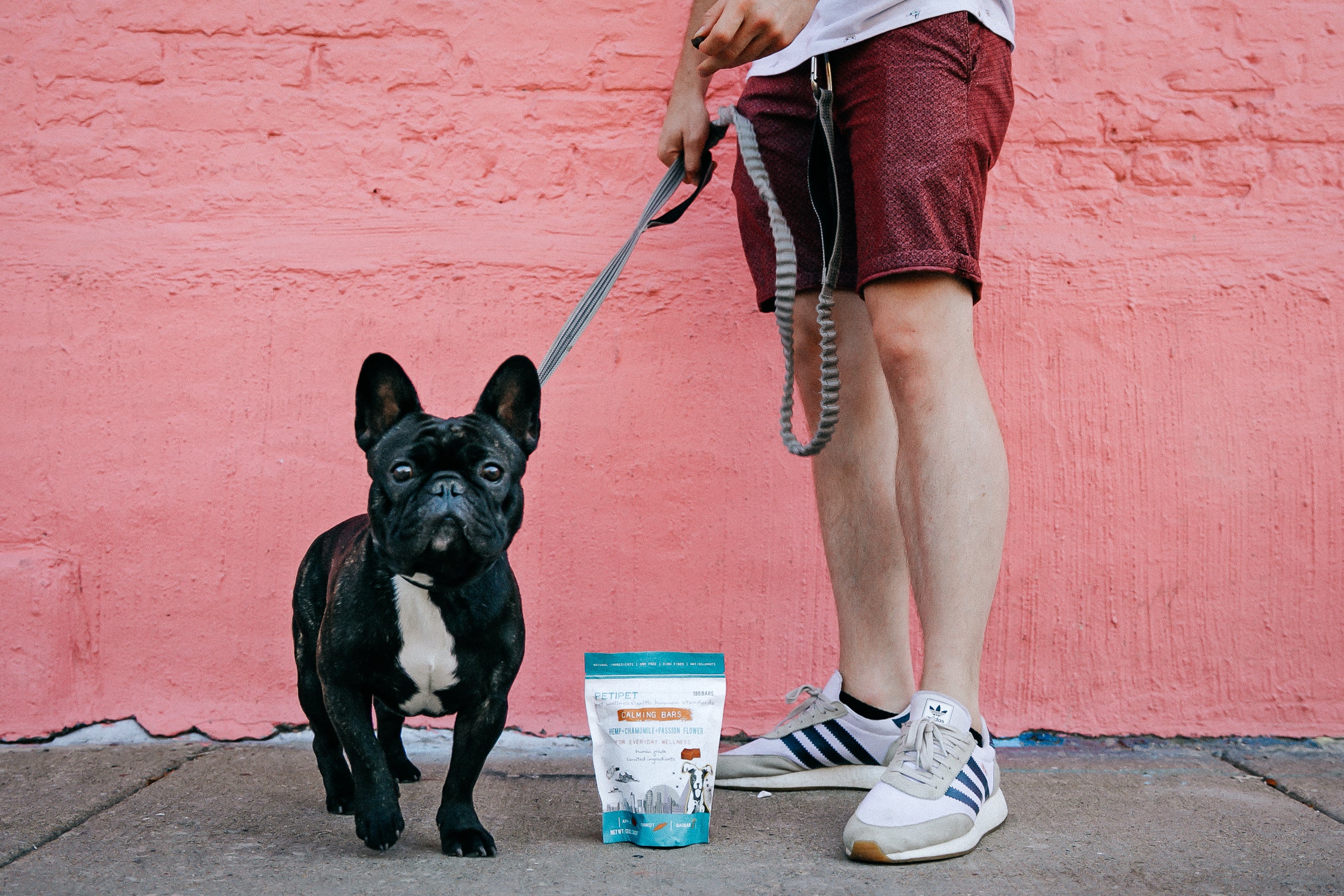 What a Wagging Tail Means – and Other Body Language Cues – Petipet